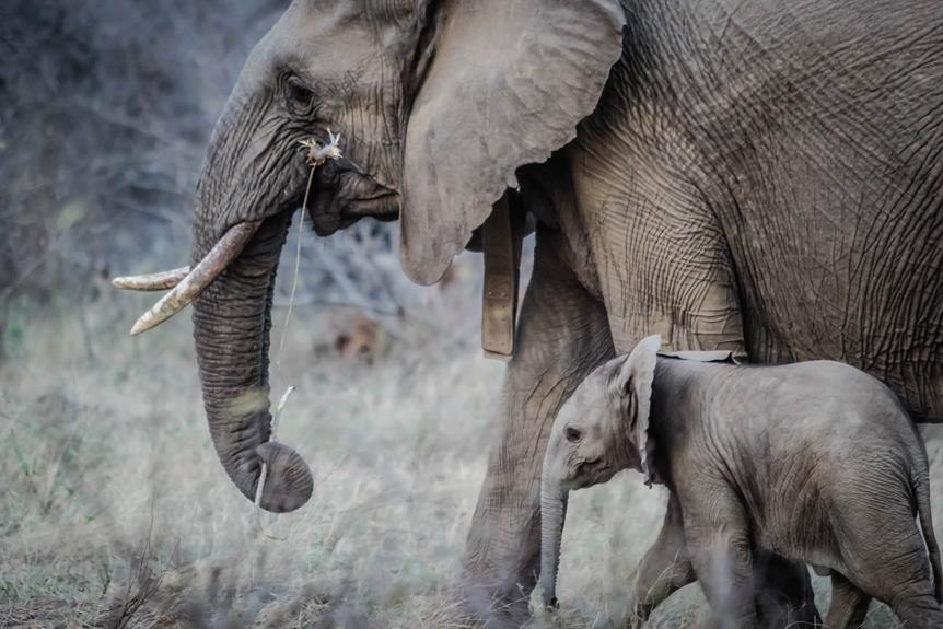 What Defines Elephant Mating Rituals In Africa? - Shawu Elephant Safaris
